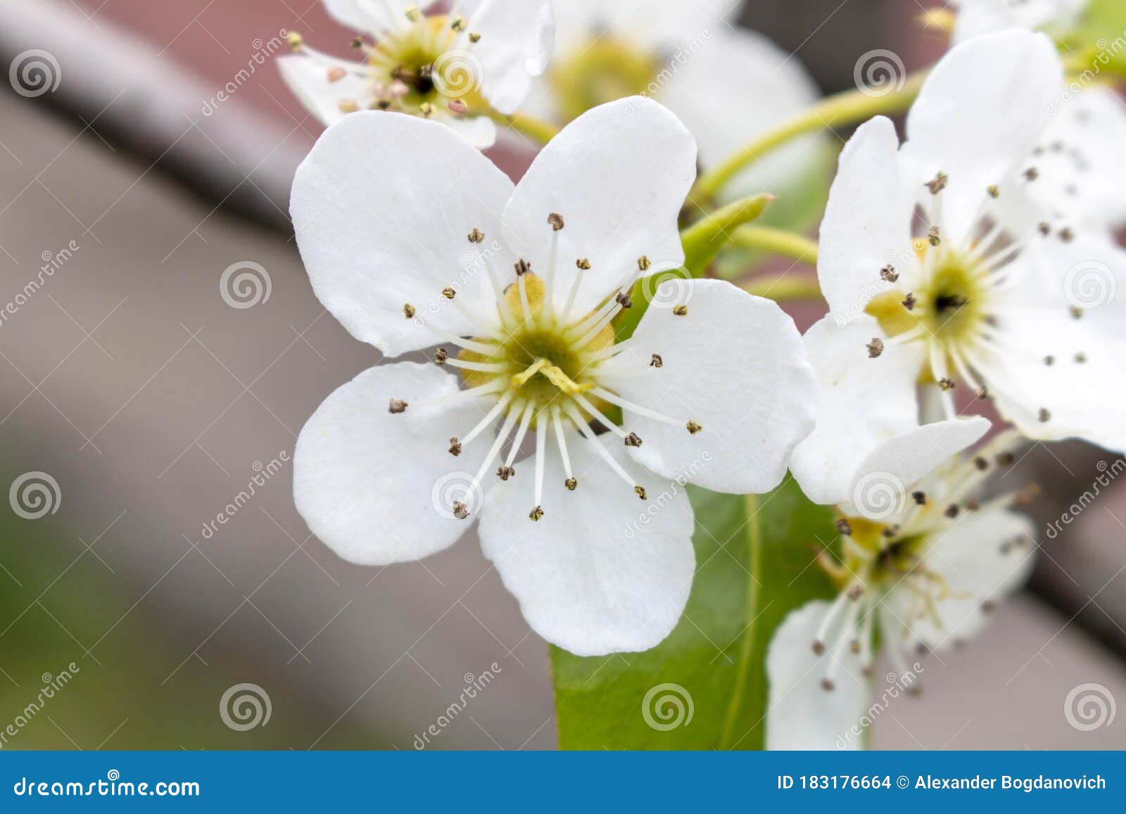 Blooming Pear Tree in Spring. Close Up Stock Photo - Image of apple ...