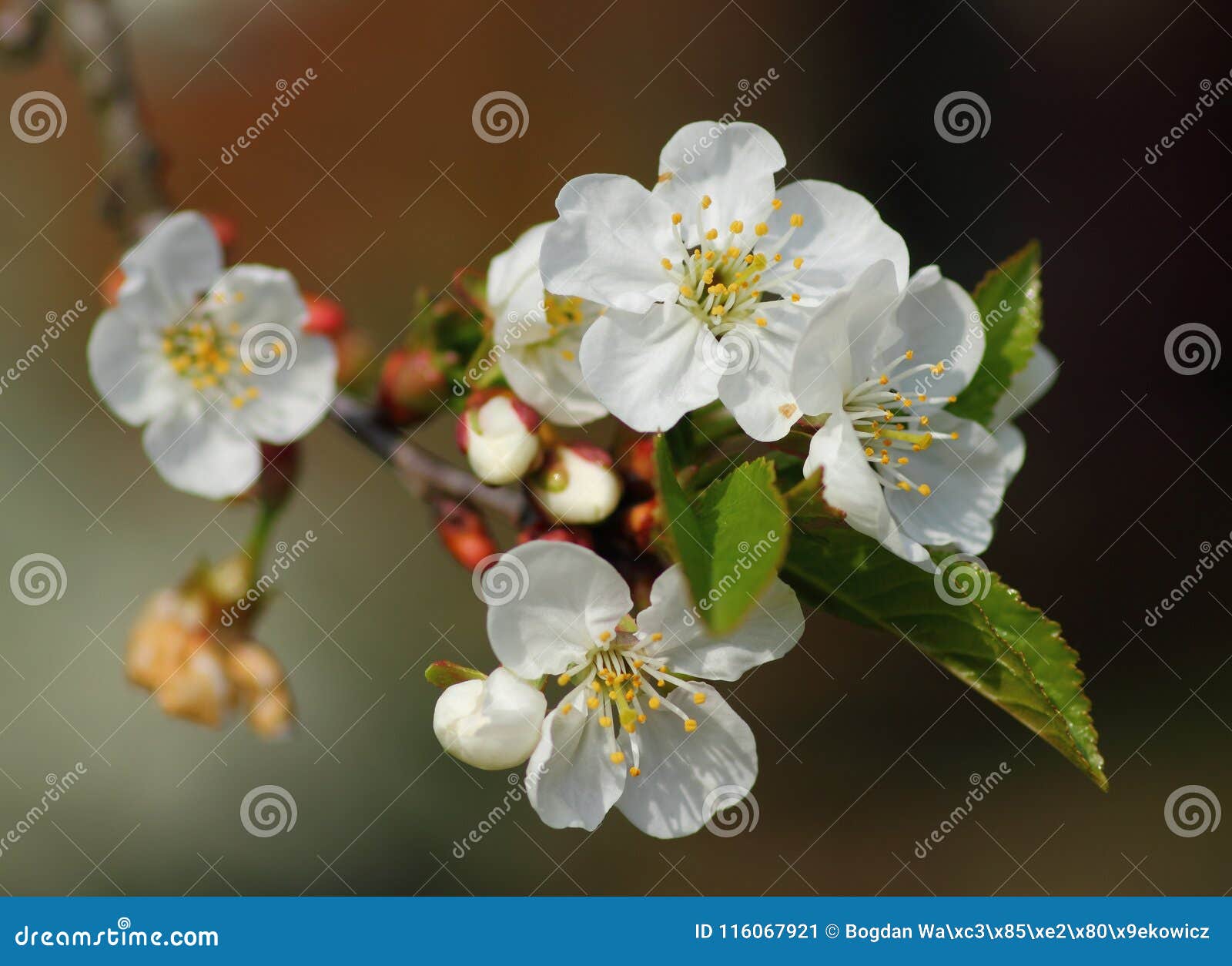Blossoming Pear Tree in Spring Stock Image - Image of macro, nature ...