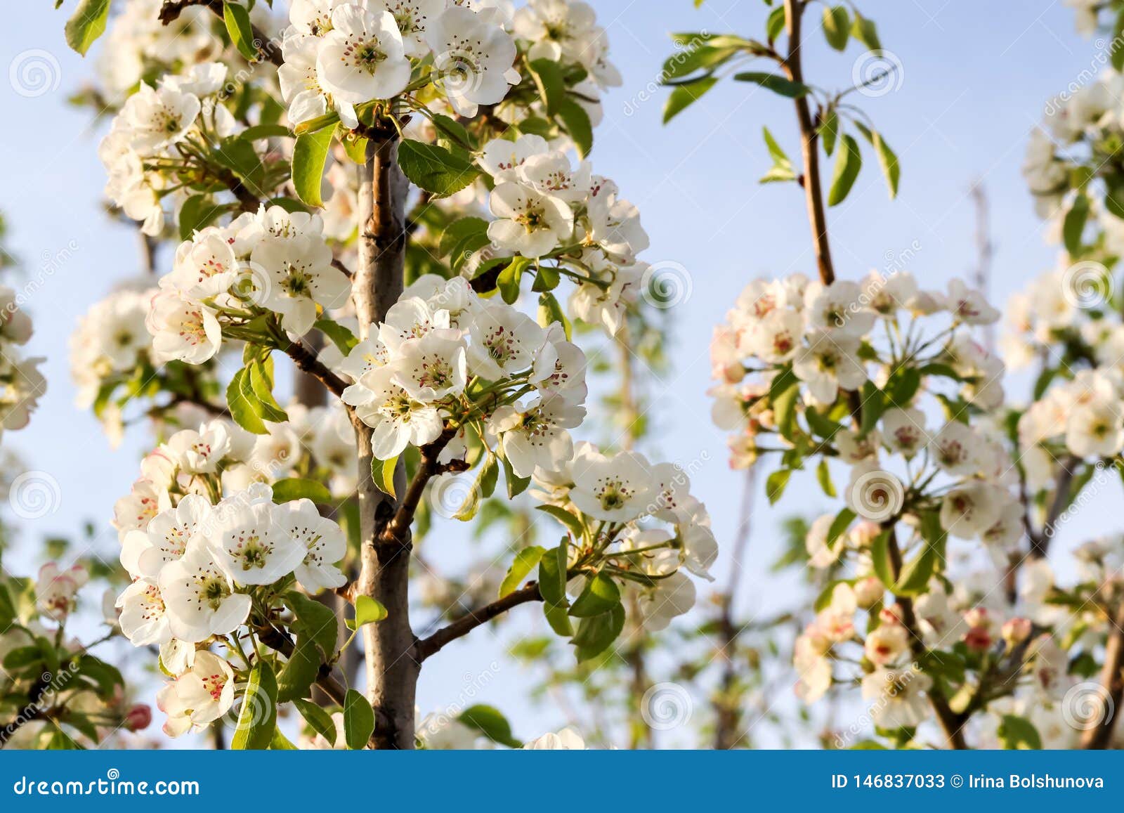 Blooming Pear Tree in the Sunset Rays Stock Image - Image of floral ...