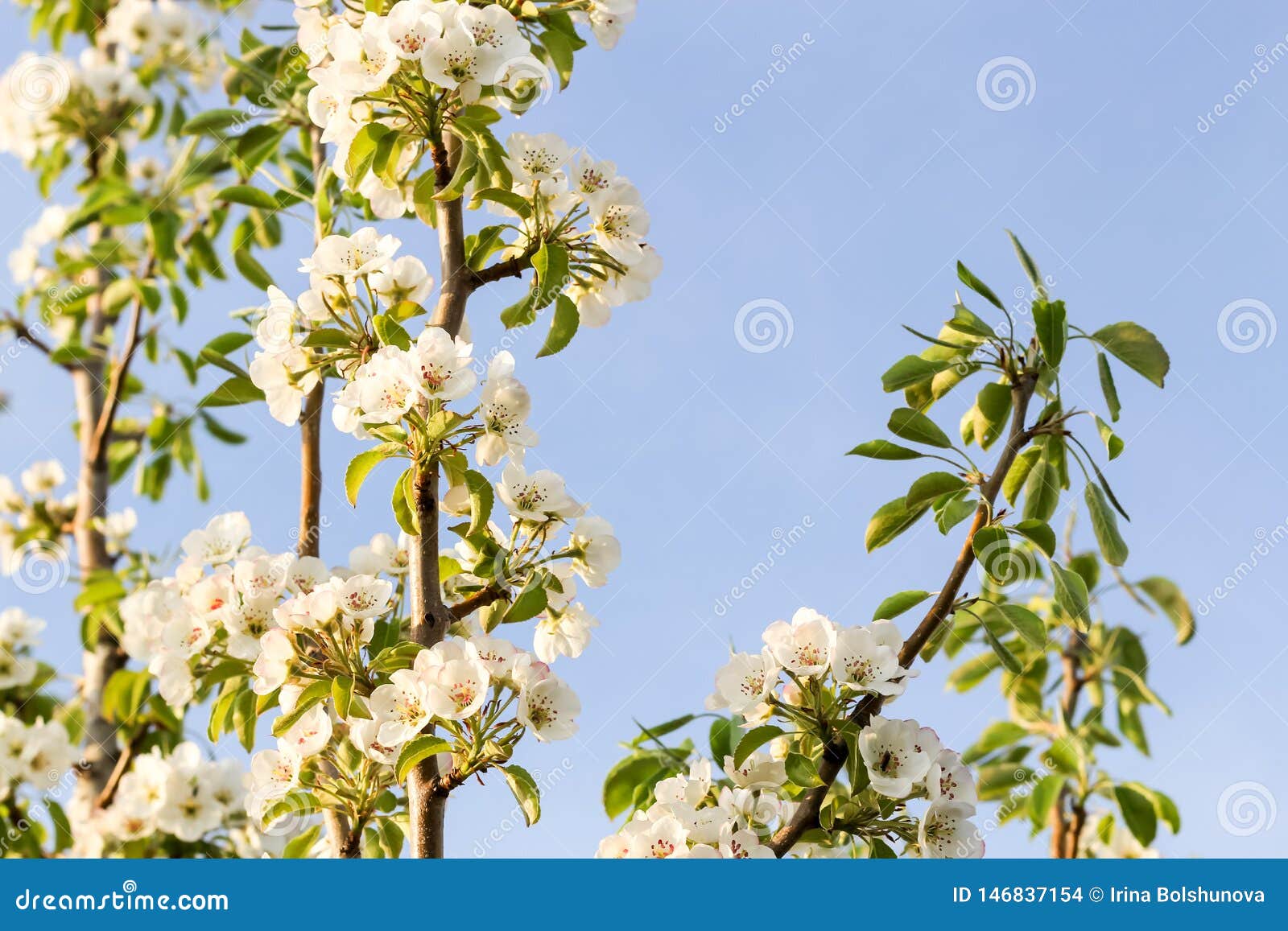 Blooming Pear Tree in the Sunset Rays Stock Photo - Image of beautiful ...