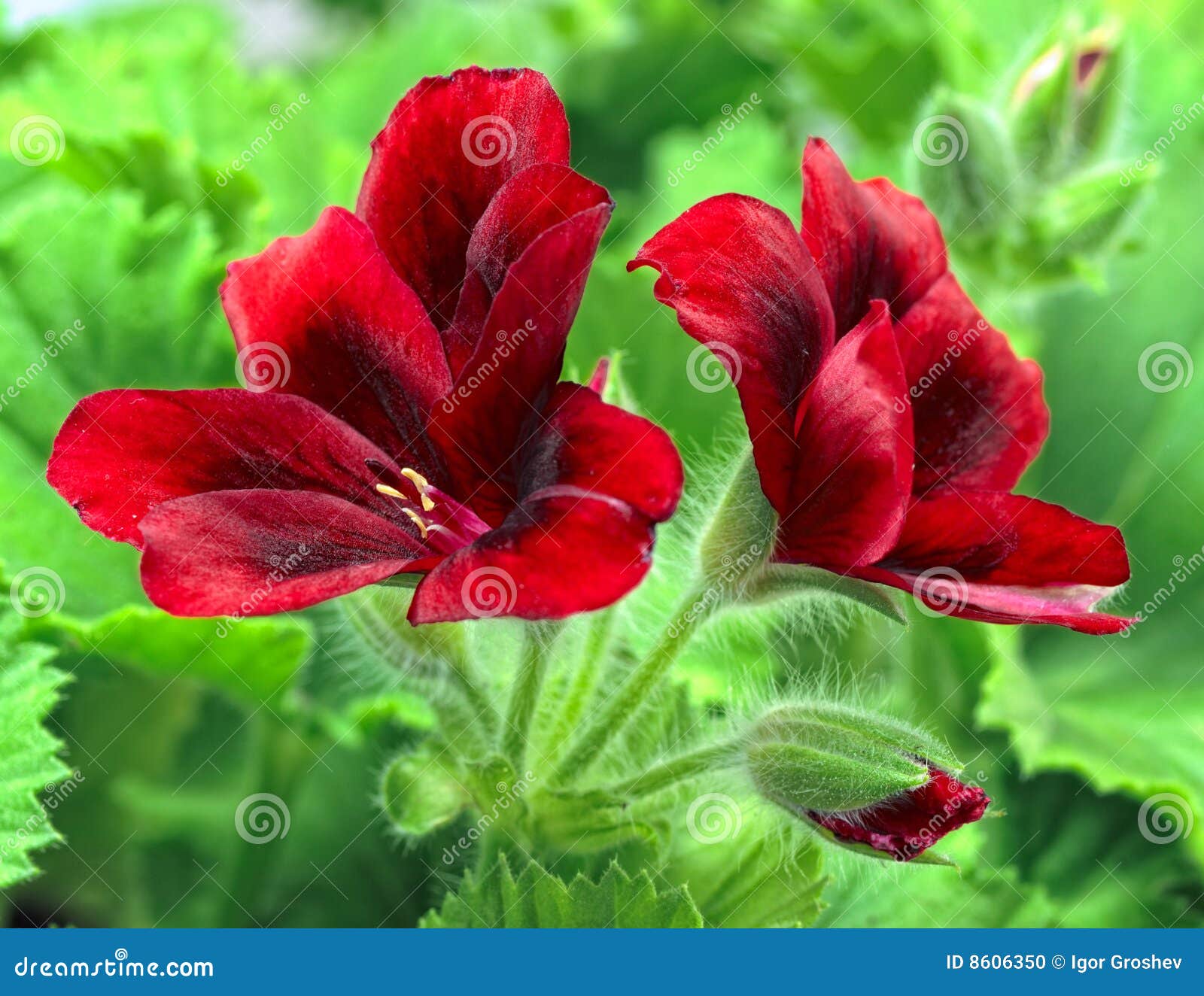 Blooming pelargonia stock photo. Image of cranesbill, striped - 8606350