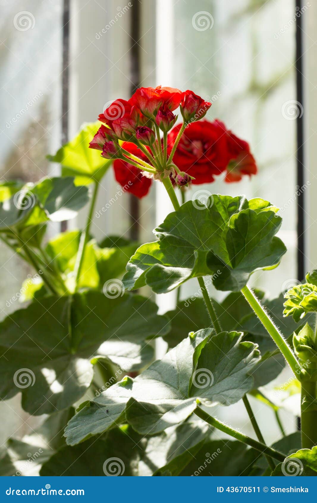 Blooming Pelargonium Hortorum Stock Image - Image of leaf, vibrant ...