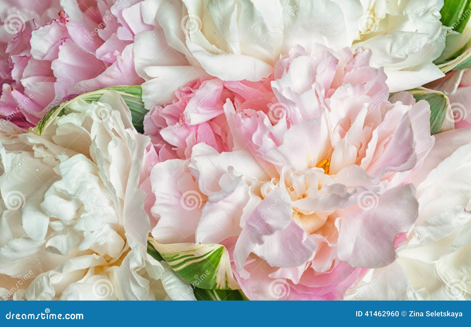 Blooming peonies stock photo. Image of botanic, flower - 41462960
