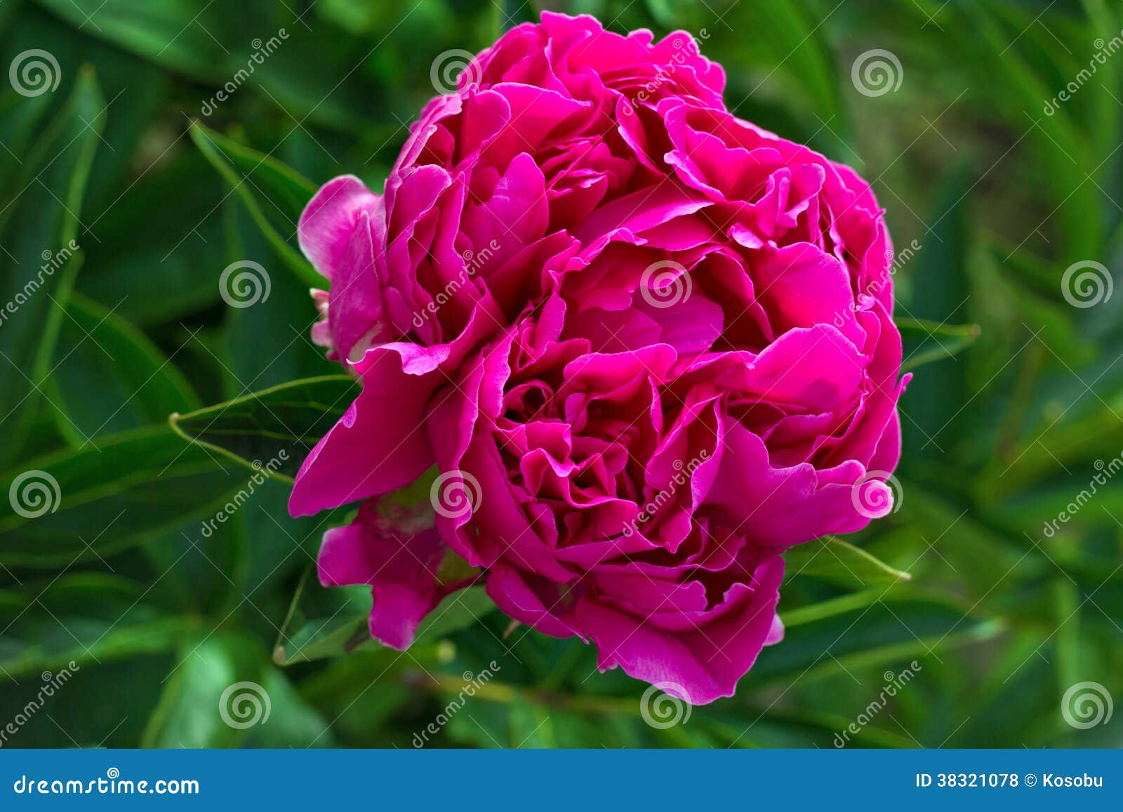 Blooming Peony in the Garden Stock Photo - Image of nature, card: 38321078