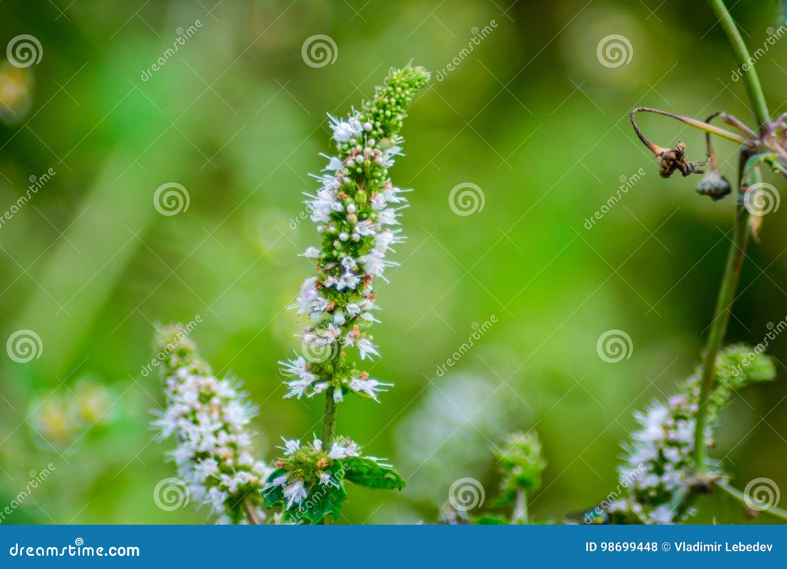Blooming peppermint stock photo. Image of plant, blooming - 98699448