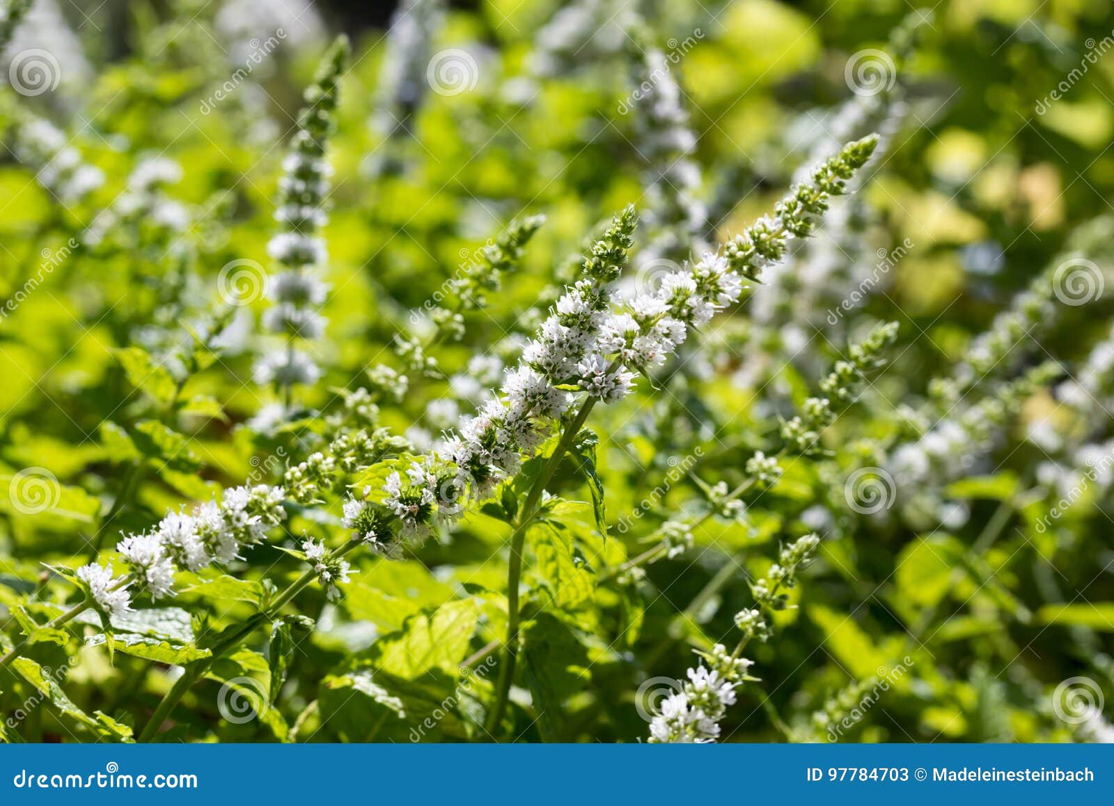 Blooming Peppermint Plant Growing in the Garden Stock Image - Image of ...