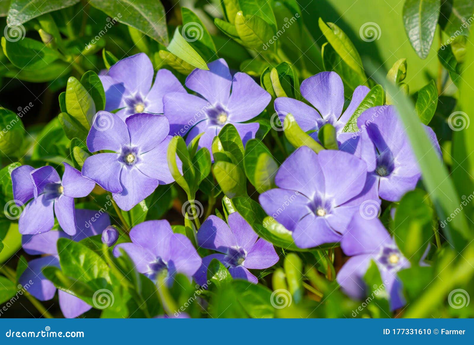 Blooming Periwinkle Isolated On White Background. Medicinal Plant From ...