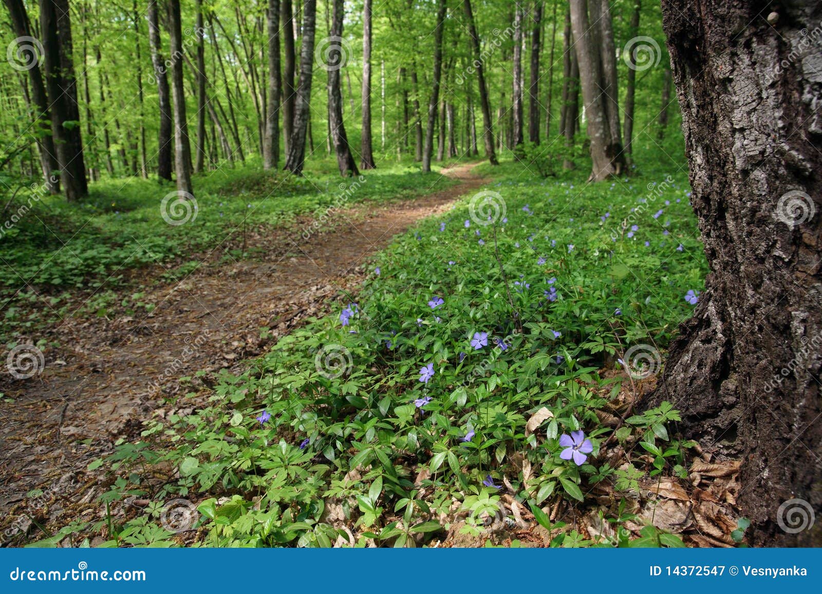 Blooming Periwinkle in Forest Stock Image - Image of periwinkle ...