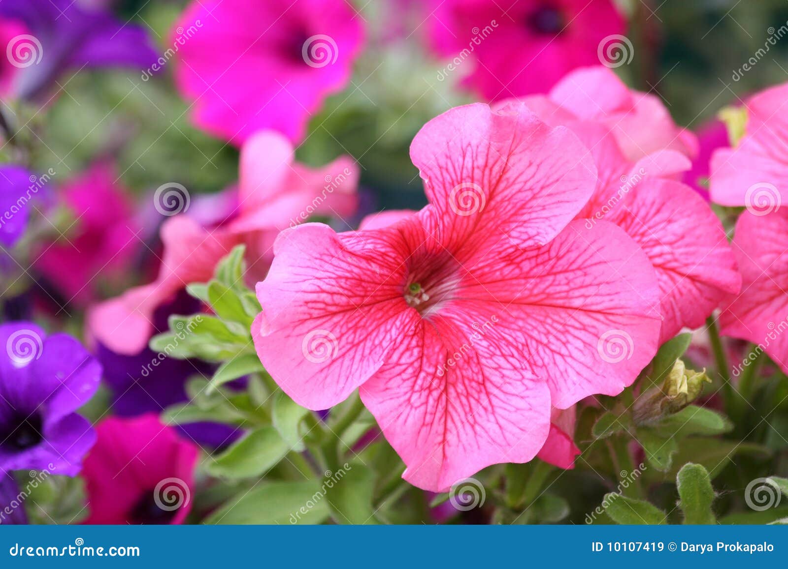 Blooming petunia stock image. Image of nature, garden - 10107419