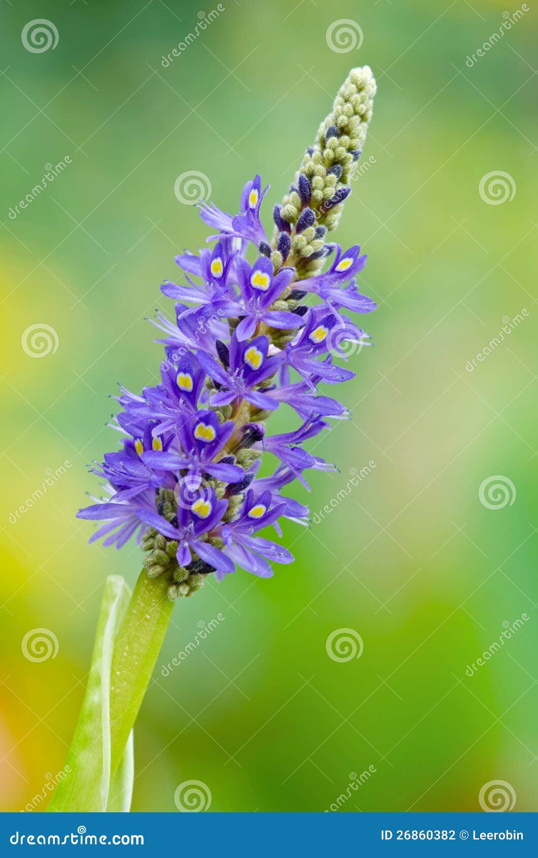 Blooming Pickerelweed (Pontederia Cordata) Stock Photo - Image of bloom ...