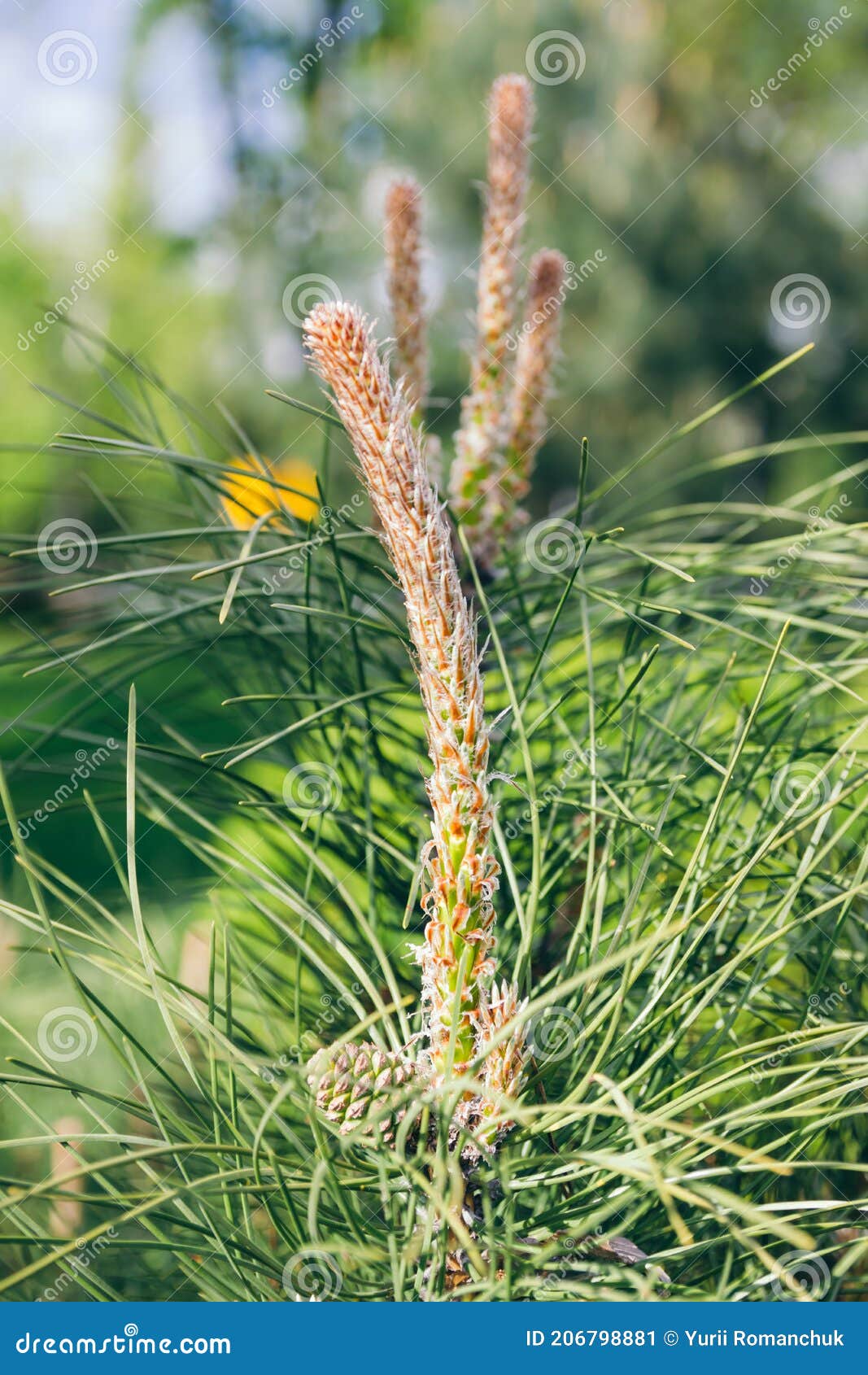 Blooming Pine in the Spring. New Pine Cone Sprout on Branches of Pine ...