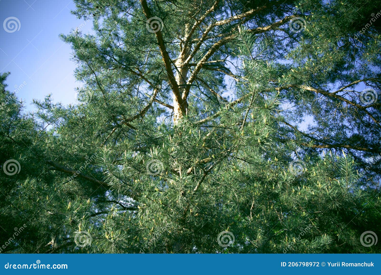 Blooming Pine in the Spring. New Pine Cone Sprout on Branches of Pine ...