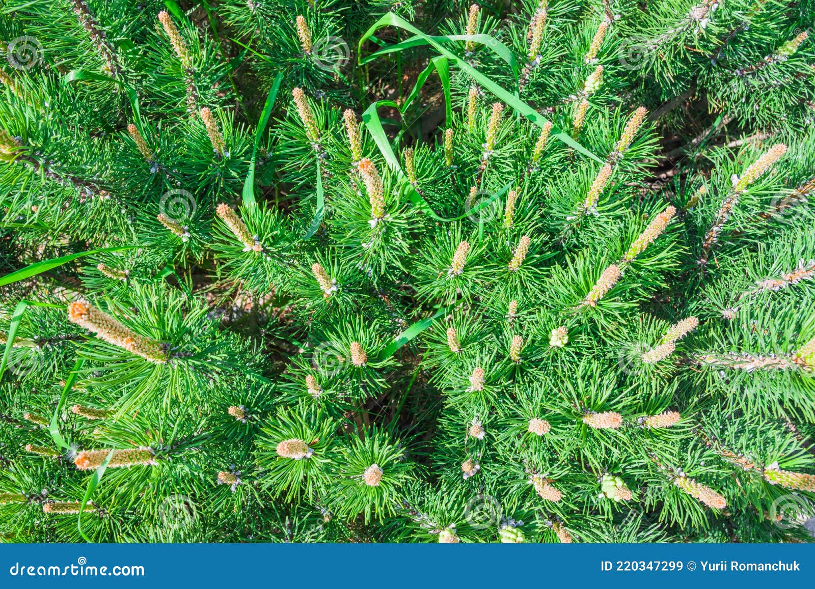 Blooming Pine in the Spring. New Pine Cone Sprout on Branches of Pine ...