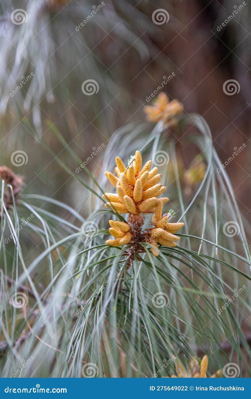Blooming Pine Tree Branch in Sun Light. Green Pine Branches with Yellow ...