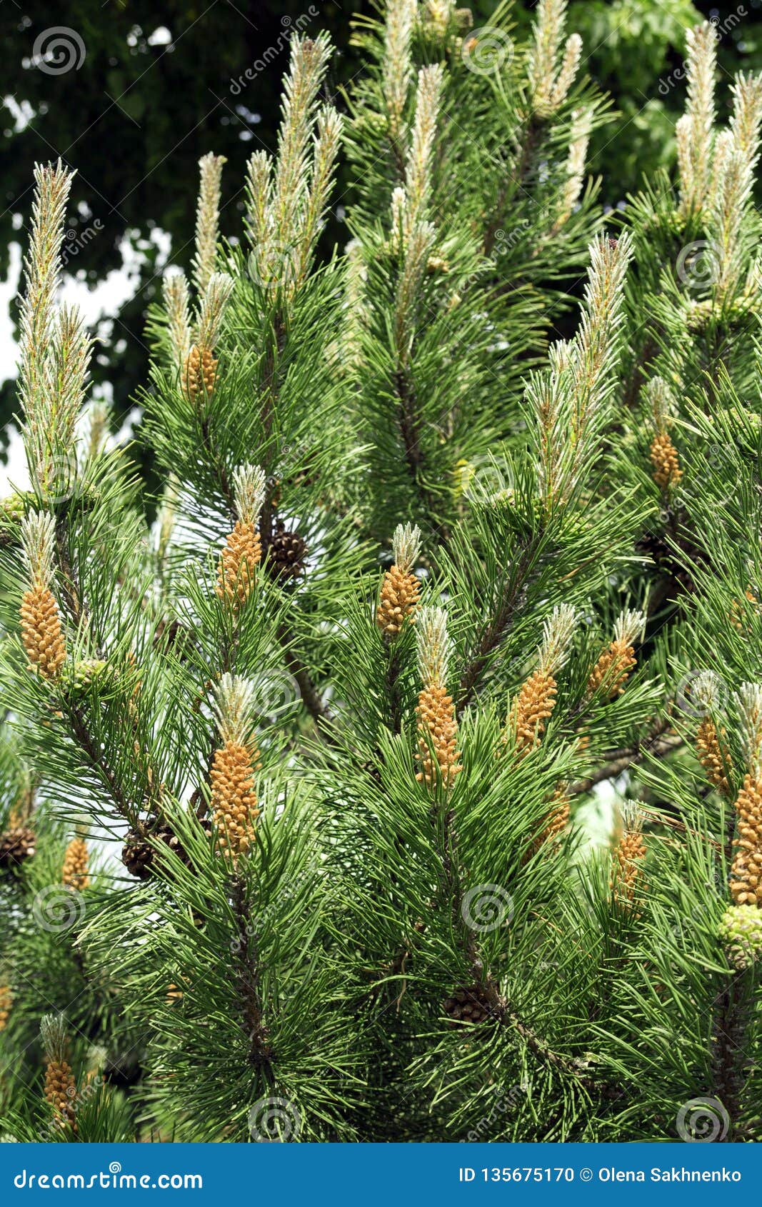 The Blooming Pine Tree Closeup, Pollen, Yellow, Stock Photo - Image of ...