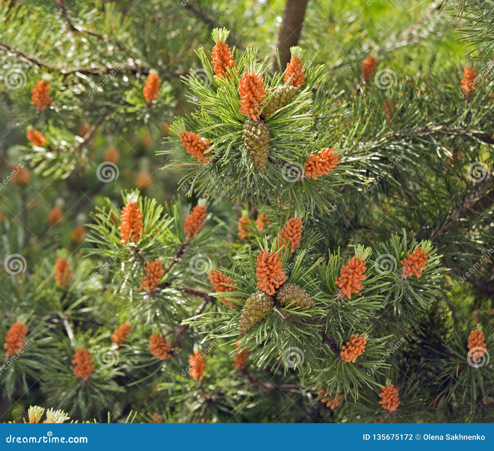 The Blooming Pine Tree Closeup, Pollen, Yellow, Stock Photo - Image of ...