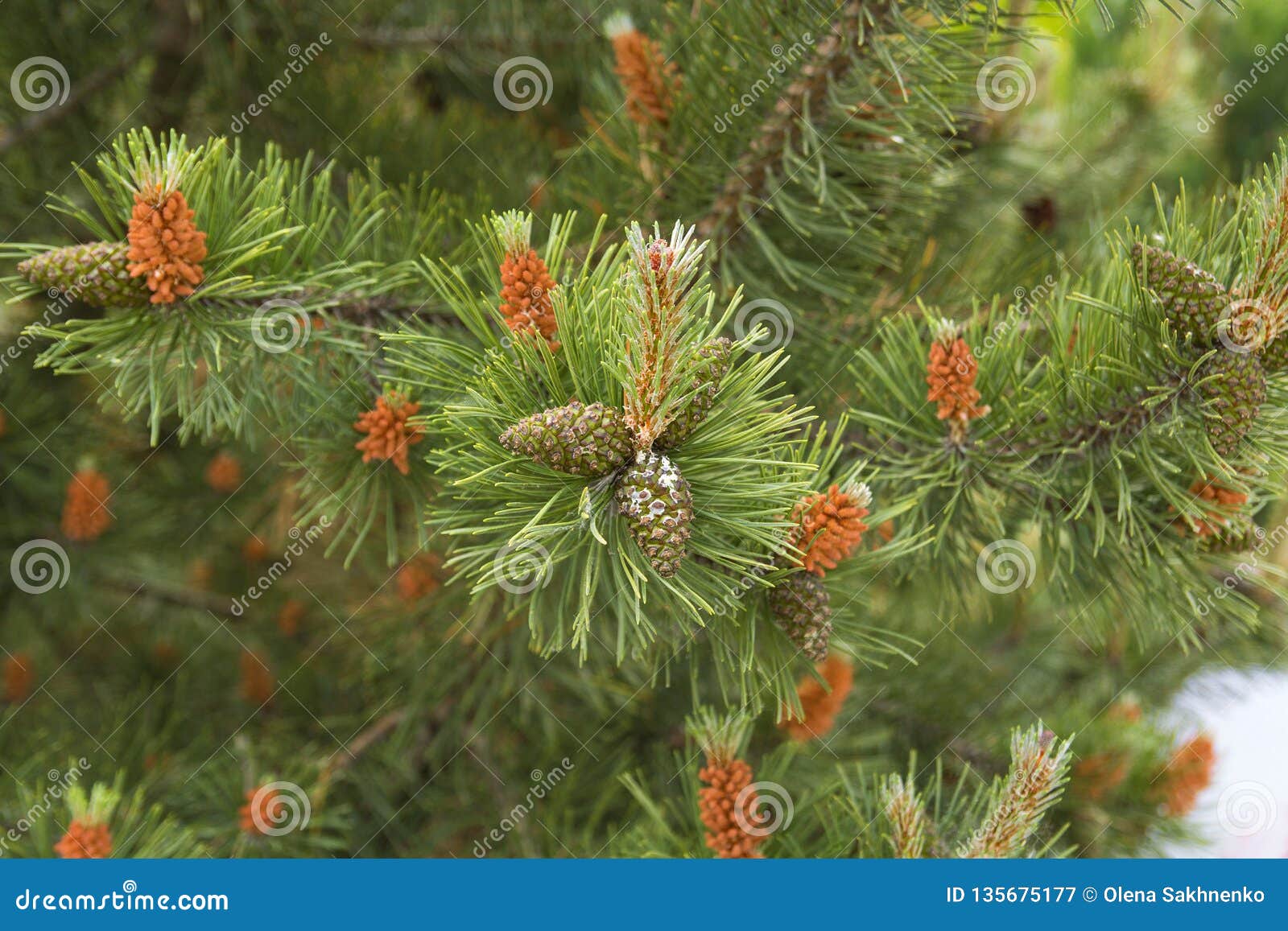 The Blooming Pine Tree Closeup, Pollen, Yellow, Stock Image - Image of ...