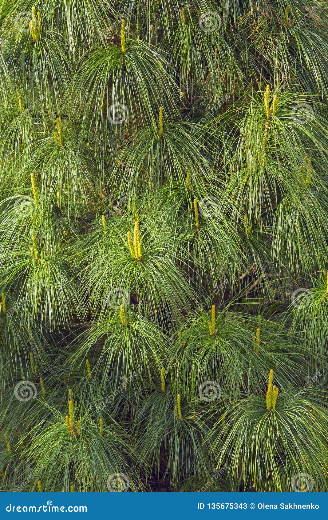 The Blooming Pine Tree Closeup, Pollen, Yellow, Stock Image - Image of ...