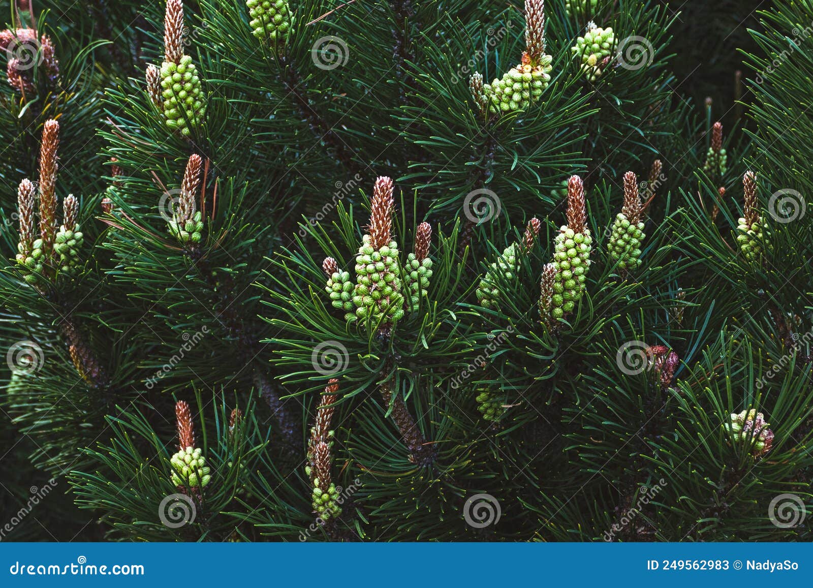 Blooming Pine Tree, Shrub Mountain Pine Blooming in Spring Forest Stock ...