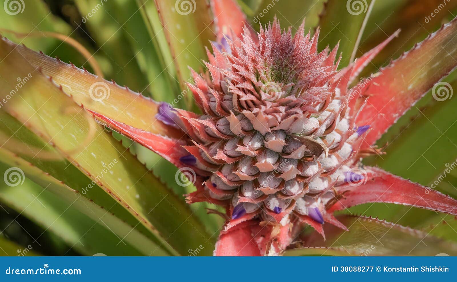 Blooming pineapple stock image. Image of farm, fresh - 38088277