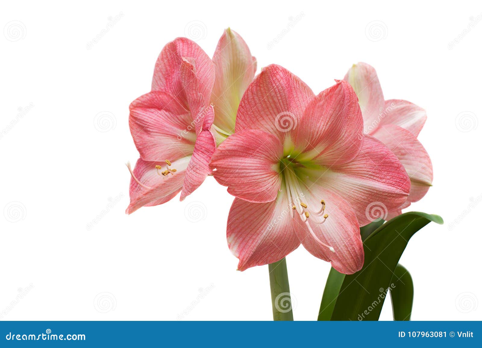 Blooming pink amaryllis stock image. Image of green - 107963081