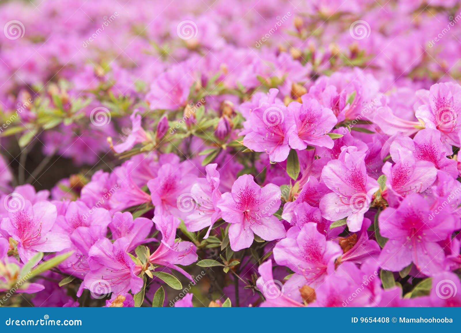 Blooming pink azalea stock photo. Image of leaves, spring - 9654408