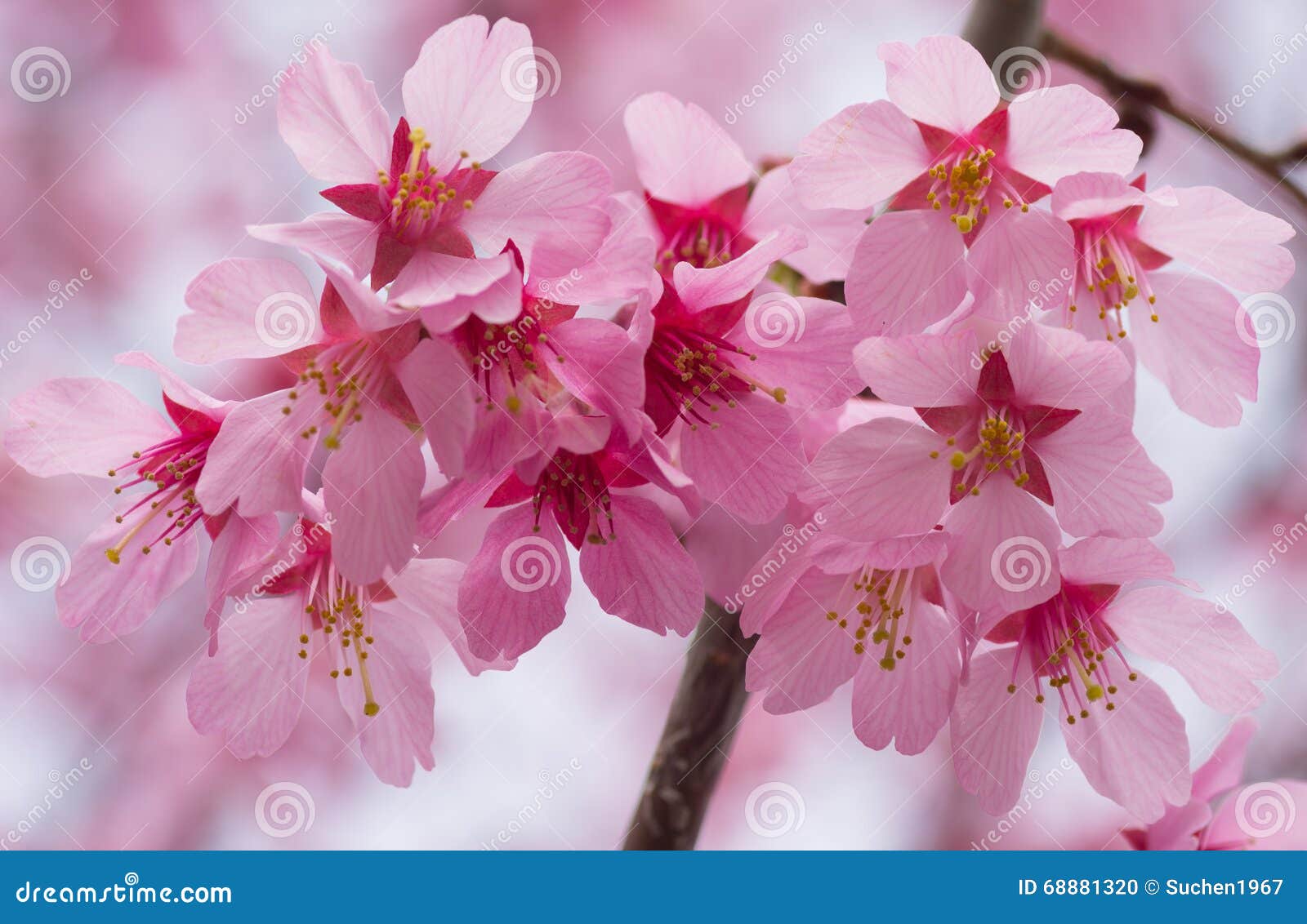 Blooming Pink Plumeria. Color Palette Swatches. Stock Image ...