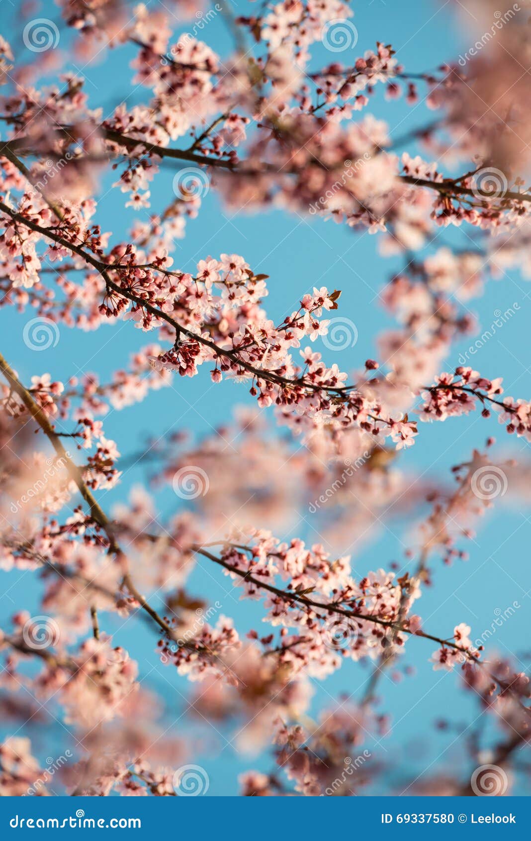 Blooming Pink Cherry Tree Branches with Sky Background Vertical Stock ...