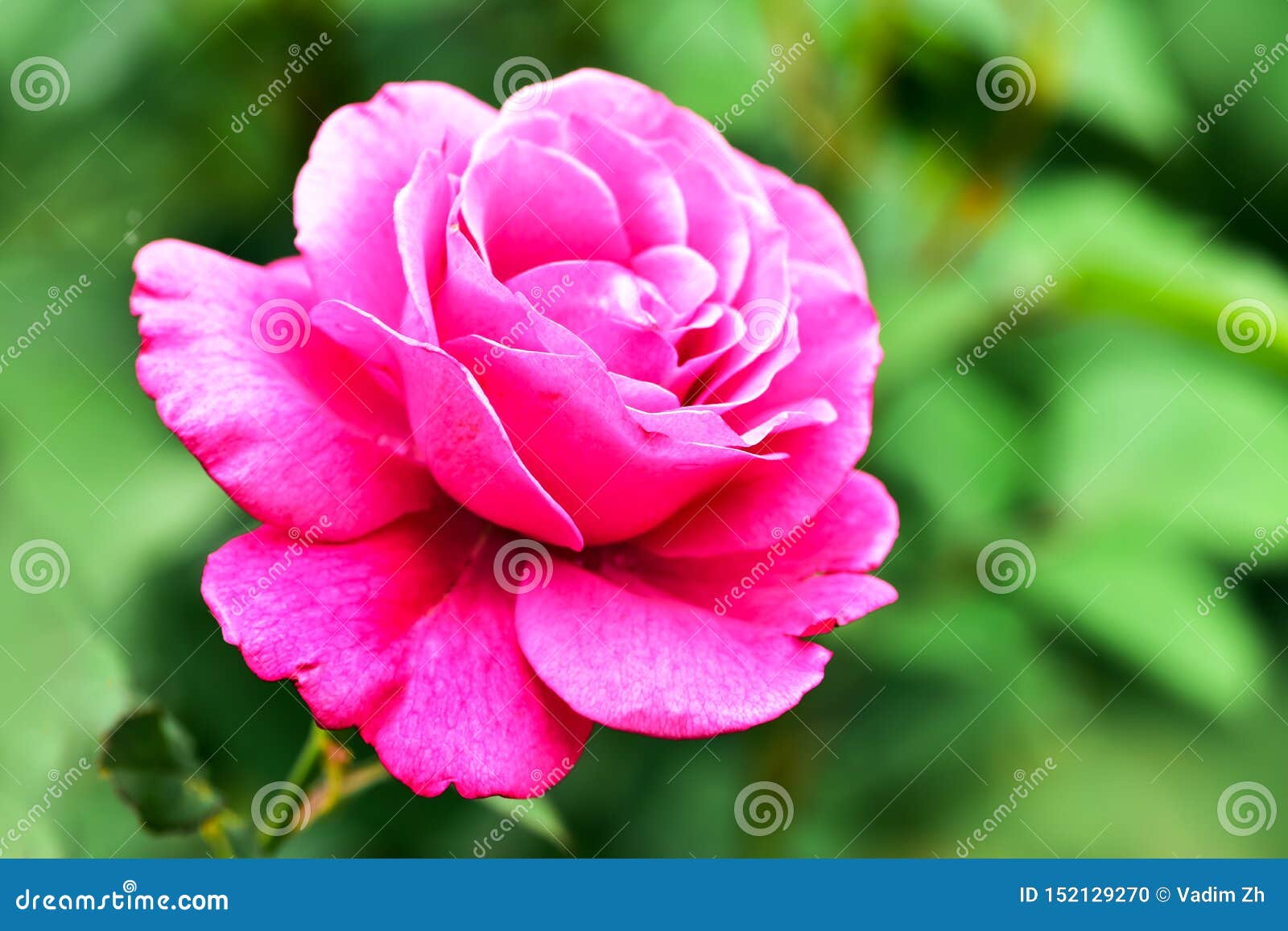 Blooming Pink Colored Roses in Garden Stock Photo - Image of delicate ...