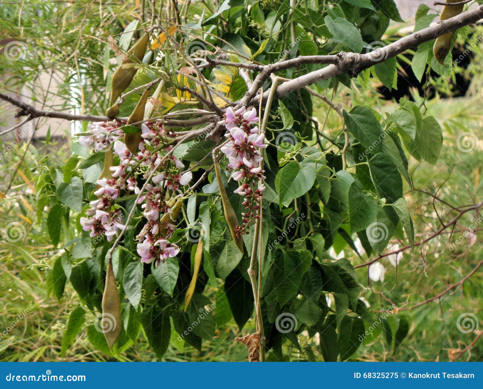 Blooming Pink Flower on Big Tall Tree Stock Image - Image of tall, tree ...