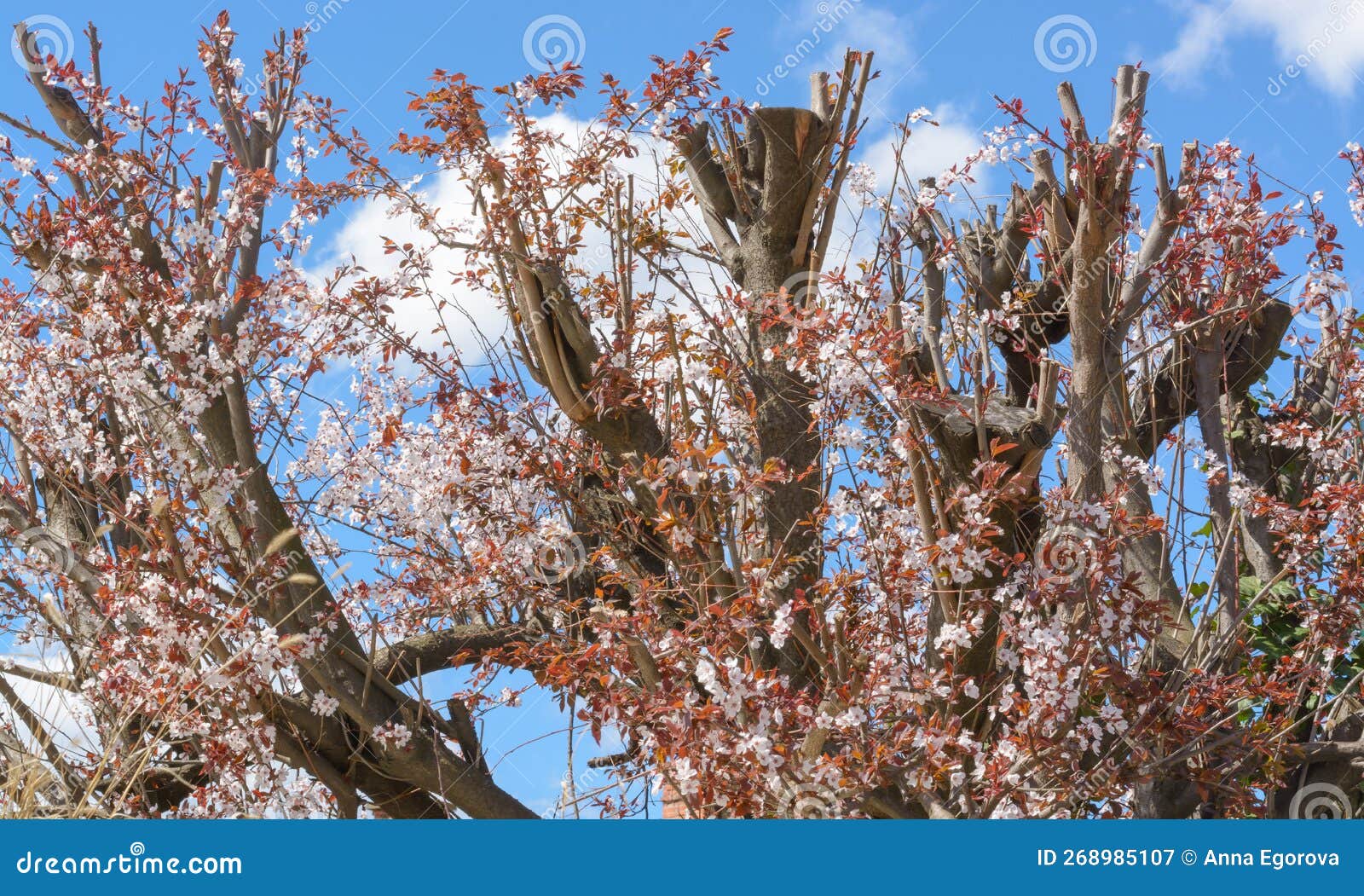 Blooming Pink Flowers on Cut Tree Trunks Against a Blue Sky Stock Image ...