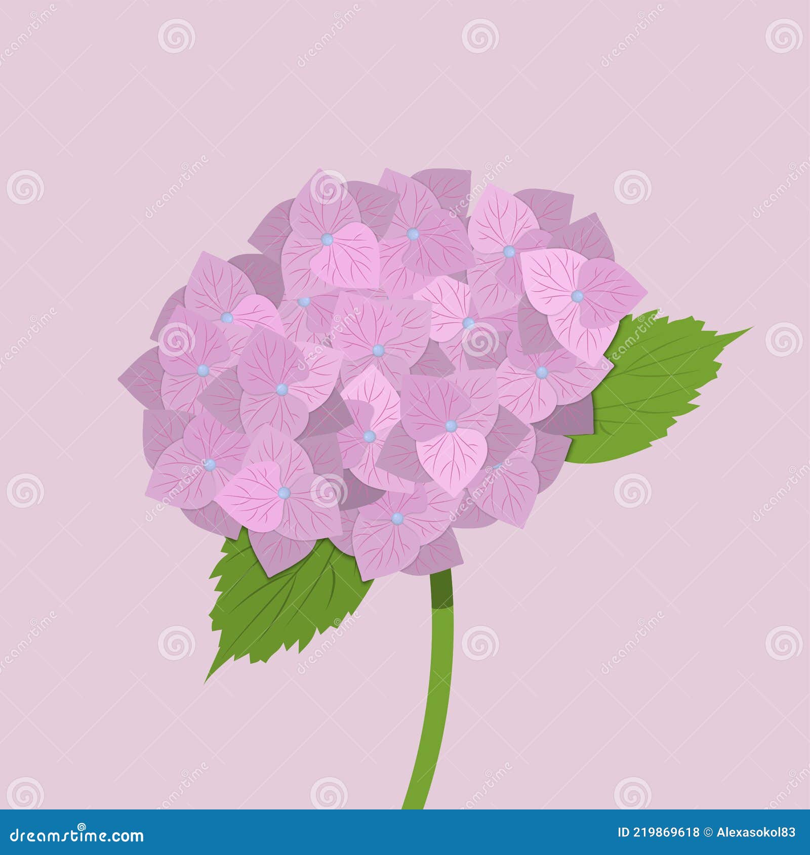Blooming Pink Hydrangea and Green Foliage. Vector Illustration Stock ...