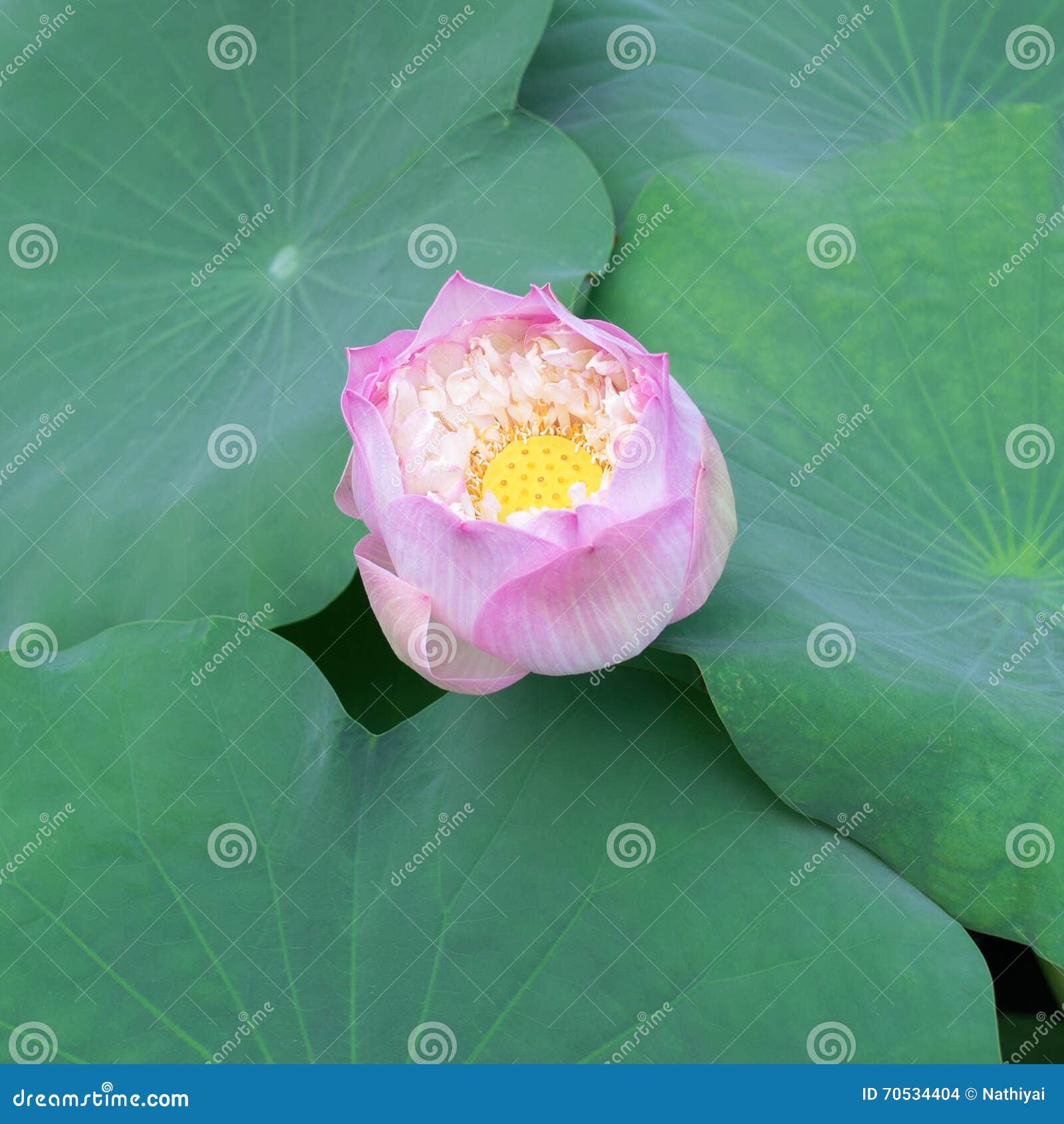 Blooming pink lotus flower stock photo. Image of leaves - 70534404