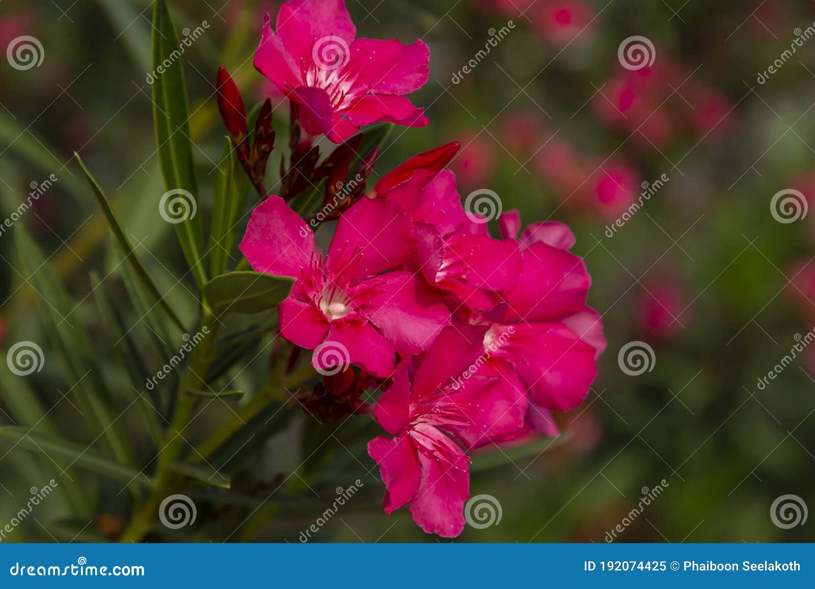 Flowers Of Nerium Oleander Also Known As Rose Laurel, Adelfa Blanca Etc ...