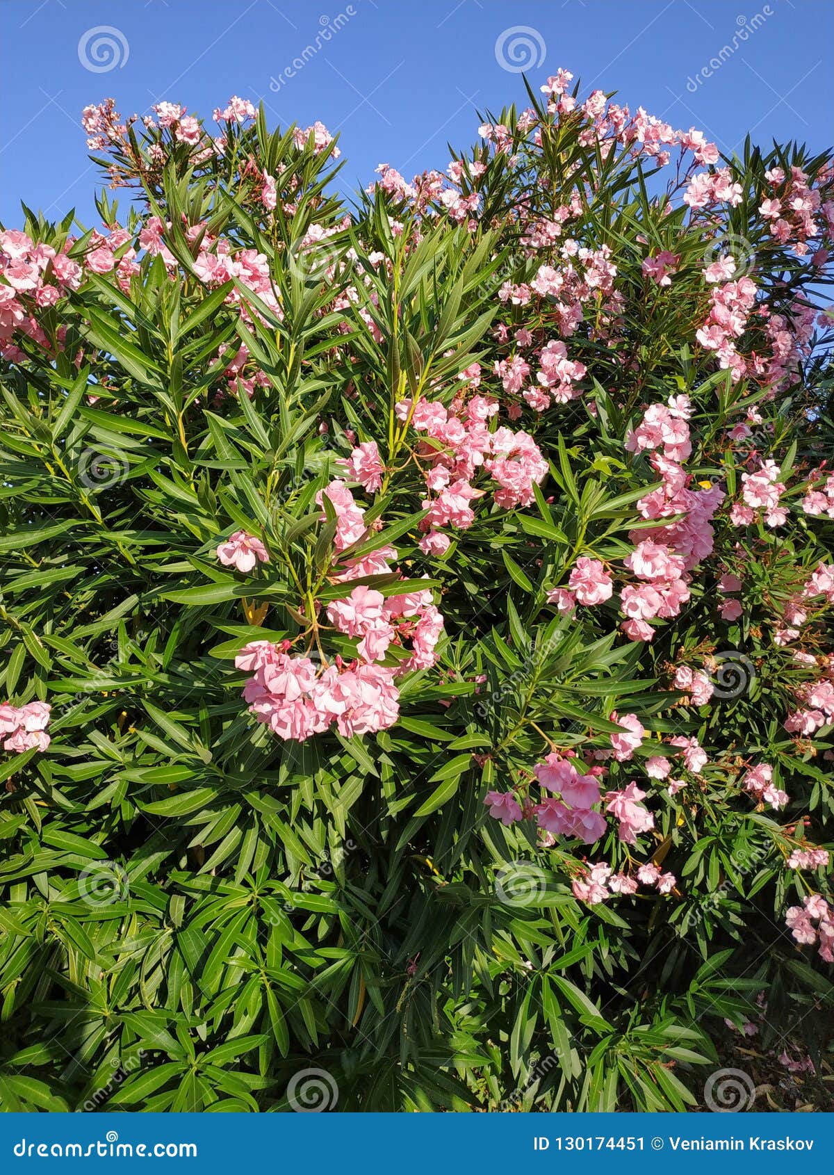 Blooming pink oleander stock image. Image of season - 130174451