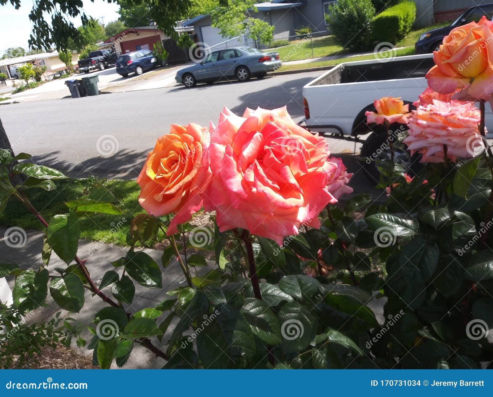 Blooming Pink and Orange Roses Stock Photo - Image of street, roses ...