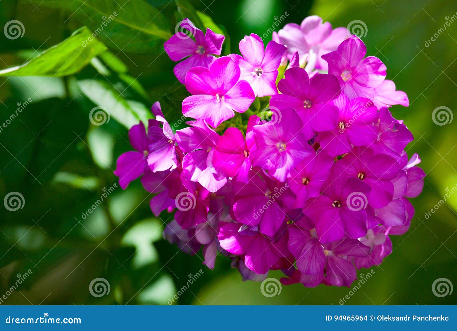 Blooming Pink Phlox Flowers Stock Photo - Image of horticulture ...