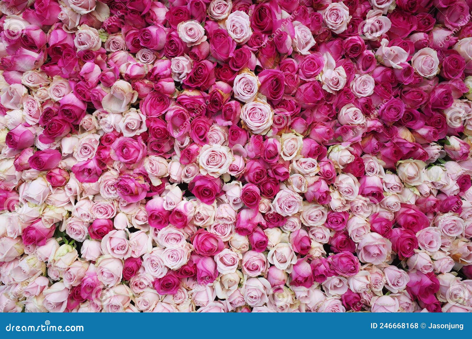 Pink rose in mess stock photo. Image of detail, nature - 246668168