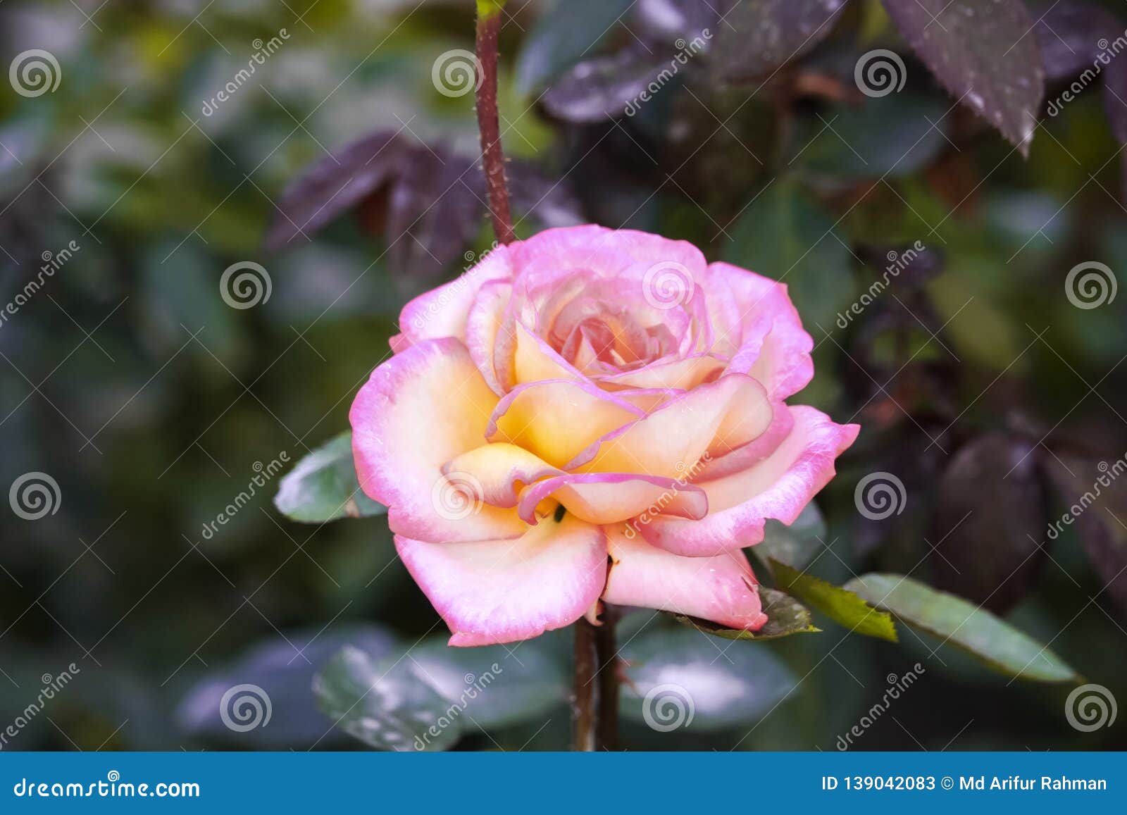 A Blooming Pink Rose Flower Stock Image - Image of blooming, leaf ...