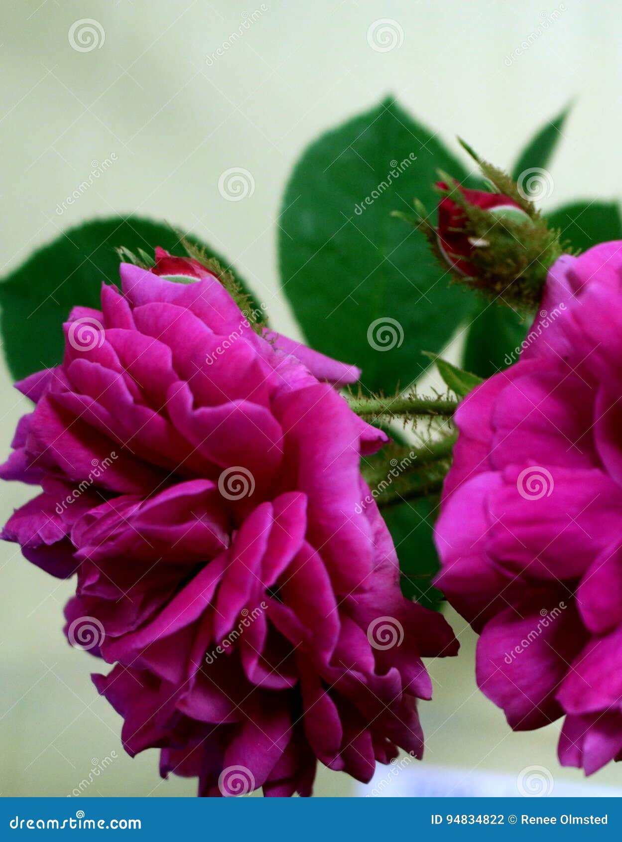 Blooming Pink Roses and Rosebuds Stock Photo - Image of flowers, petals ...