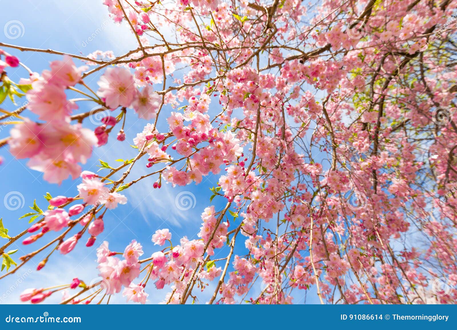 Blooming Pink Sakura Flower on Tree Branch Stock Photo - Image of ...