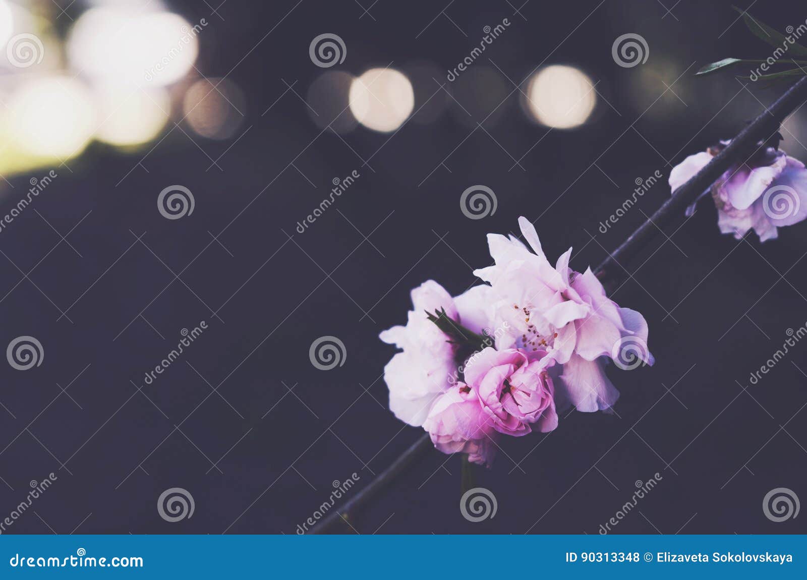 Blooming Pink Sakura Flowers with Empty Space on Dark Background Stock ...
