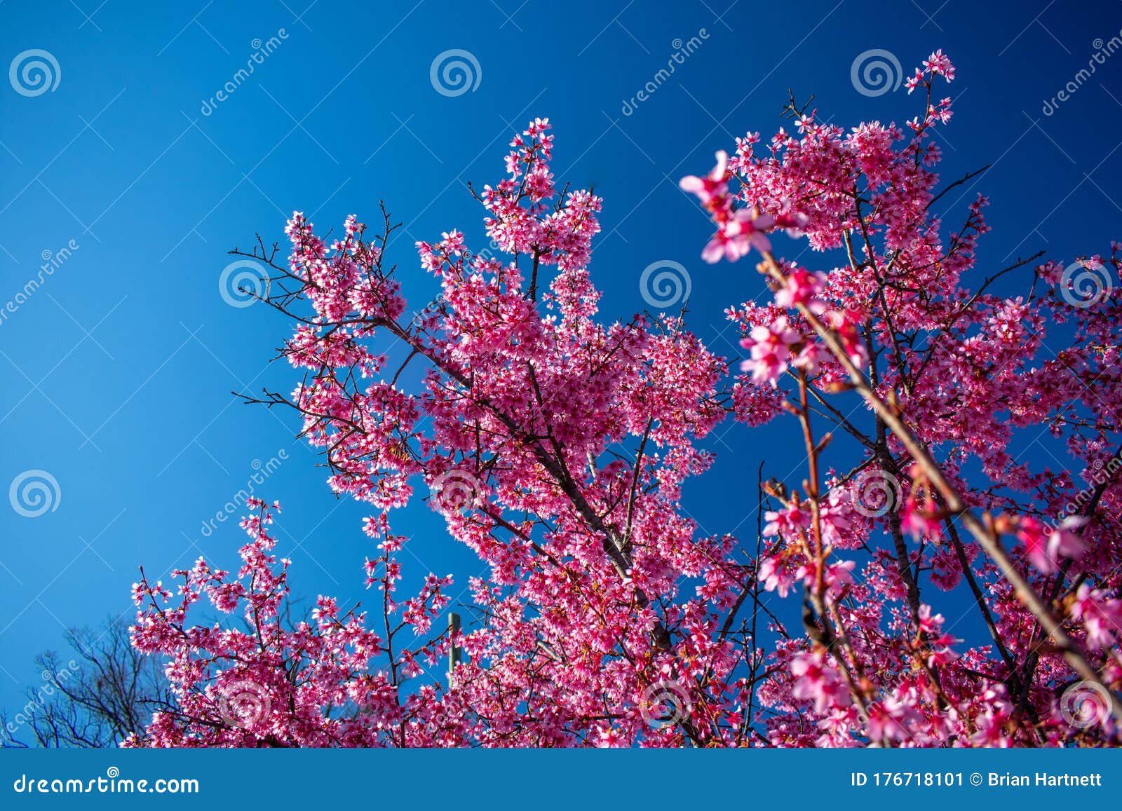 A Blooming Pink Tree on a Clear Blue Sky Stock Image - Image of space ...