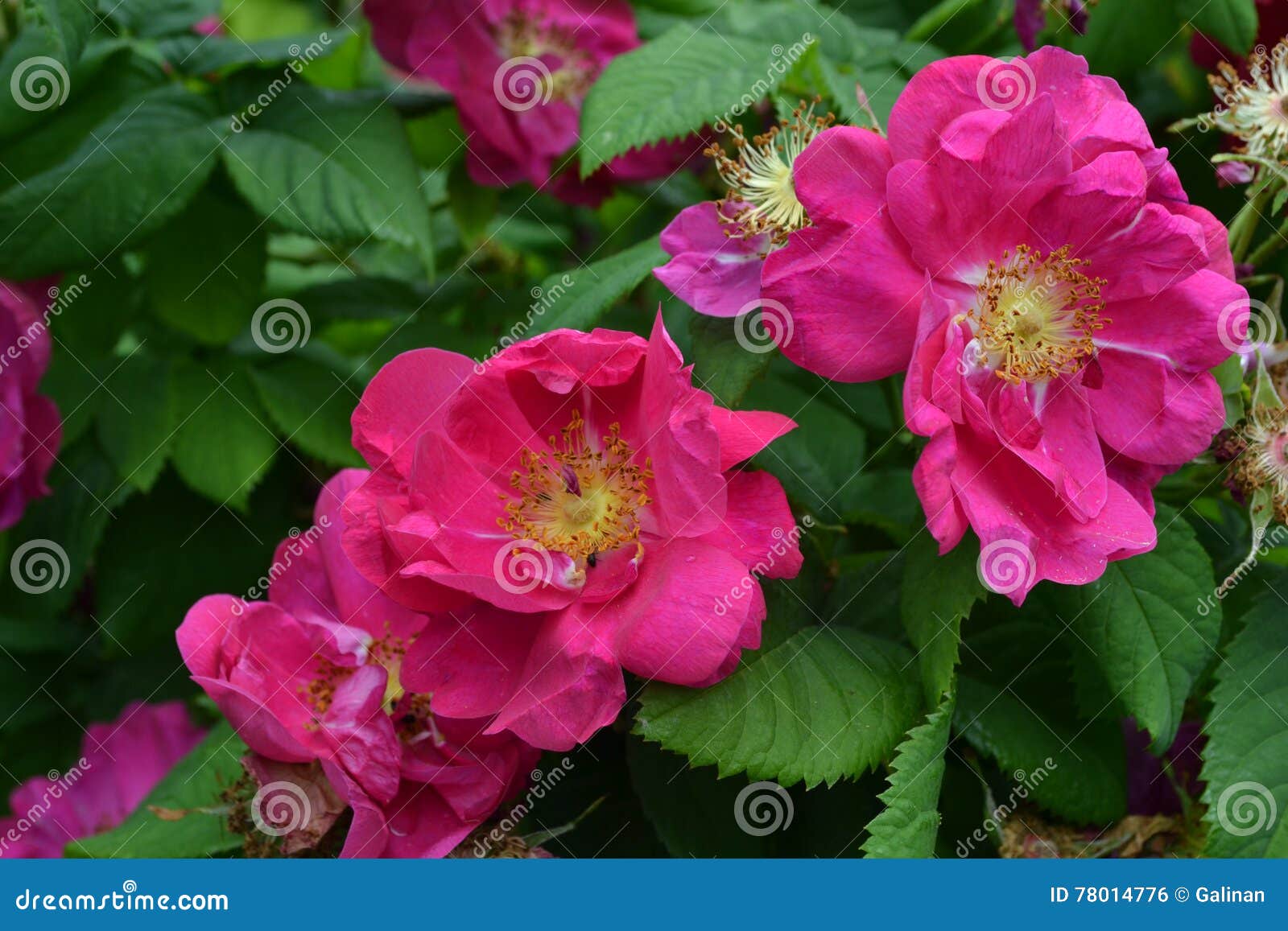Blooming pink wild rose stock photo. Image of rosa, wild - 78014776