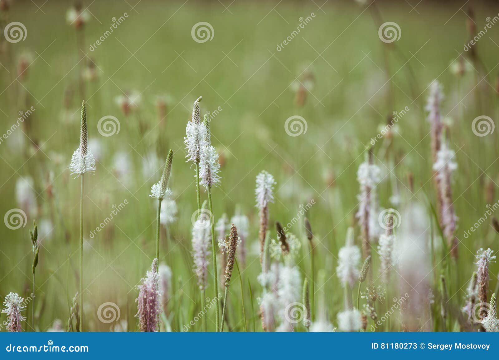 Blooming Plantain Background Stock Image - Image of abstract, botany ...