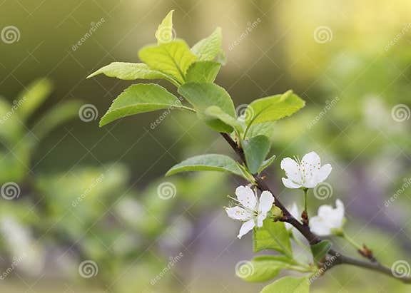 Blooming Plum Branch in Spring Blooming Plum Branch in Spring Stock ...