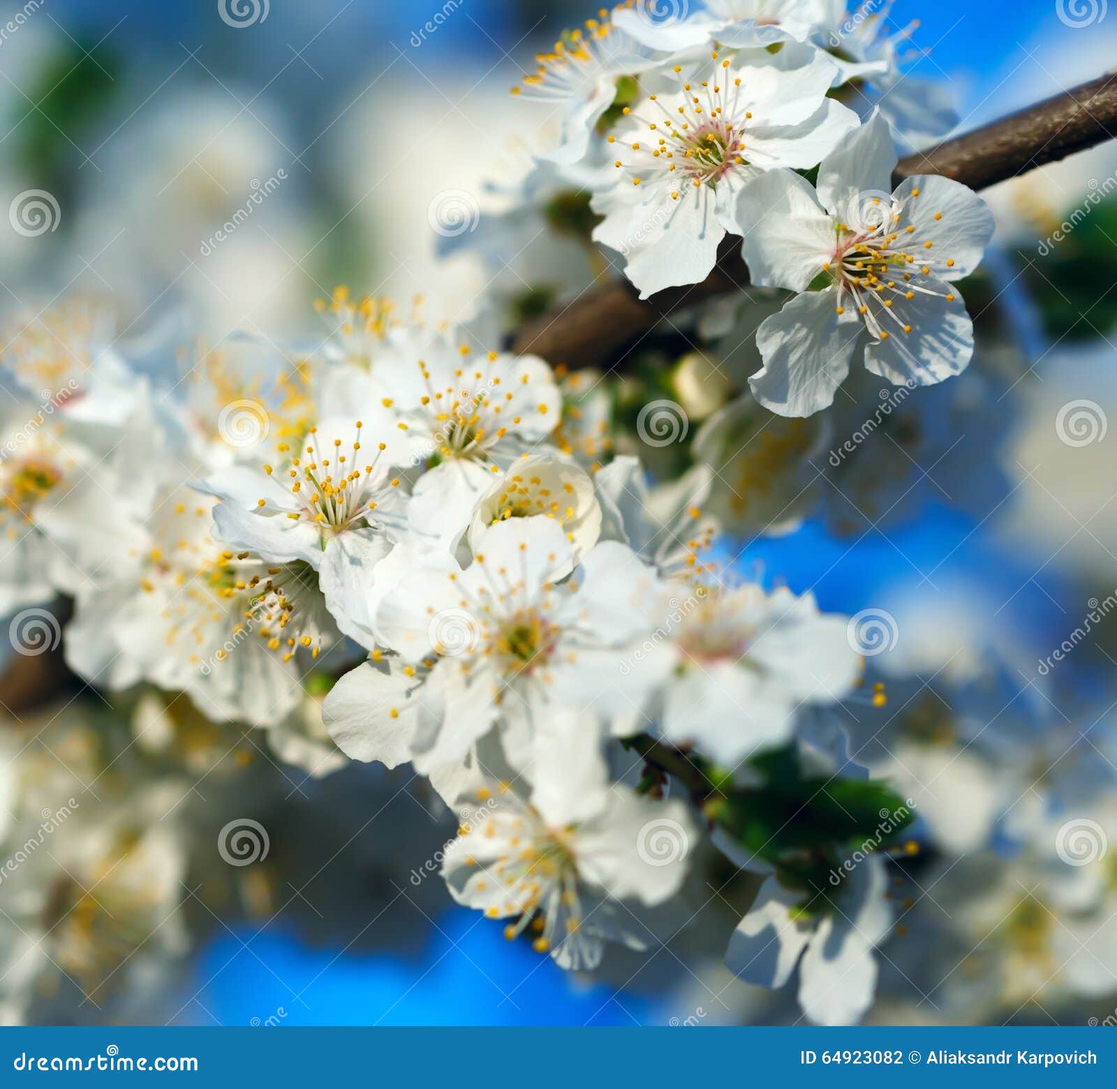 Blooming Plum, Sunny Spring Morning Stock Photo - Image of flowers ...