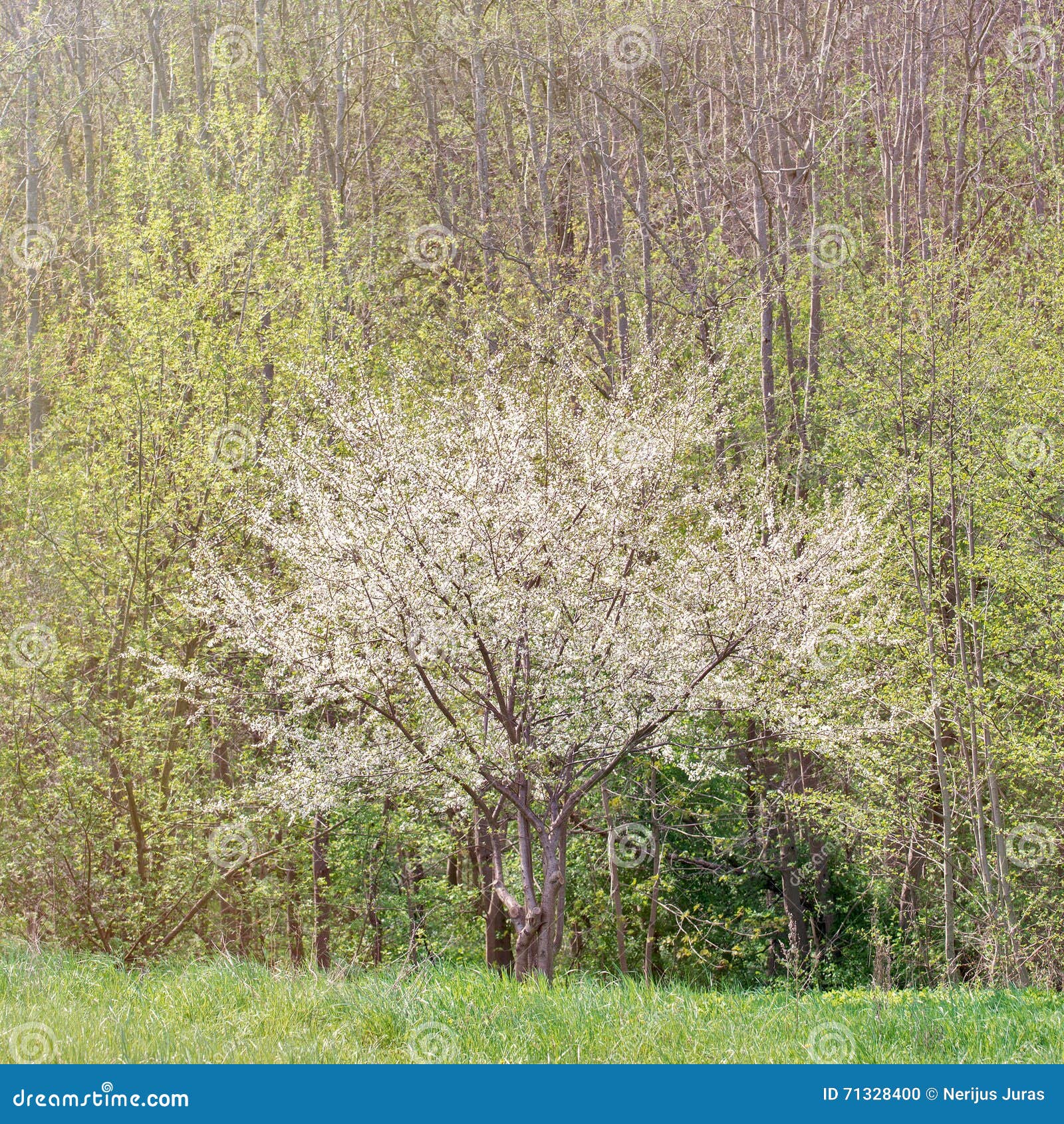 Blooming plum tree stock photo. Image of grassland, branch - 71328400