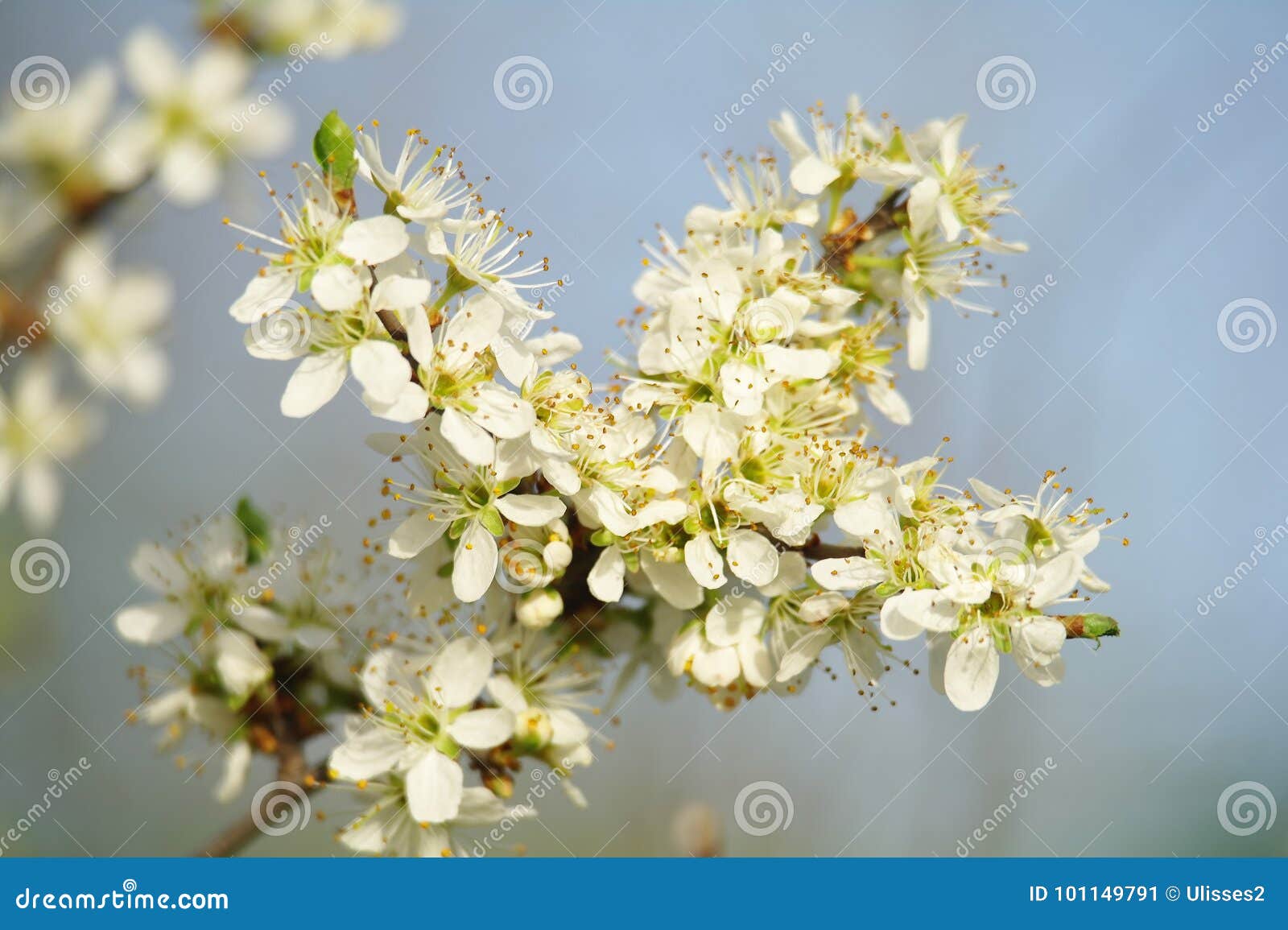 Blooming Plum Tree in Spring Time Stock Image - Image of flora, botany ...