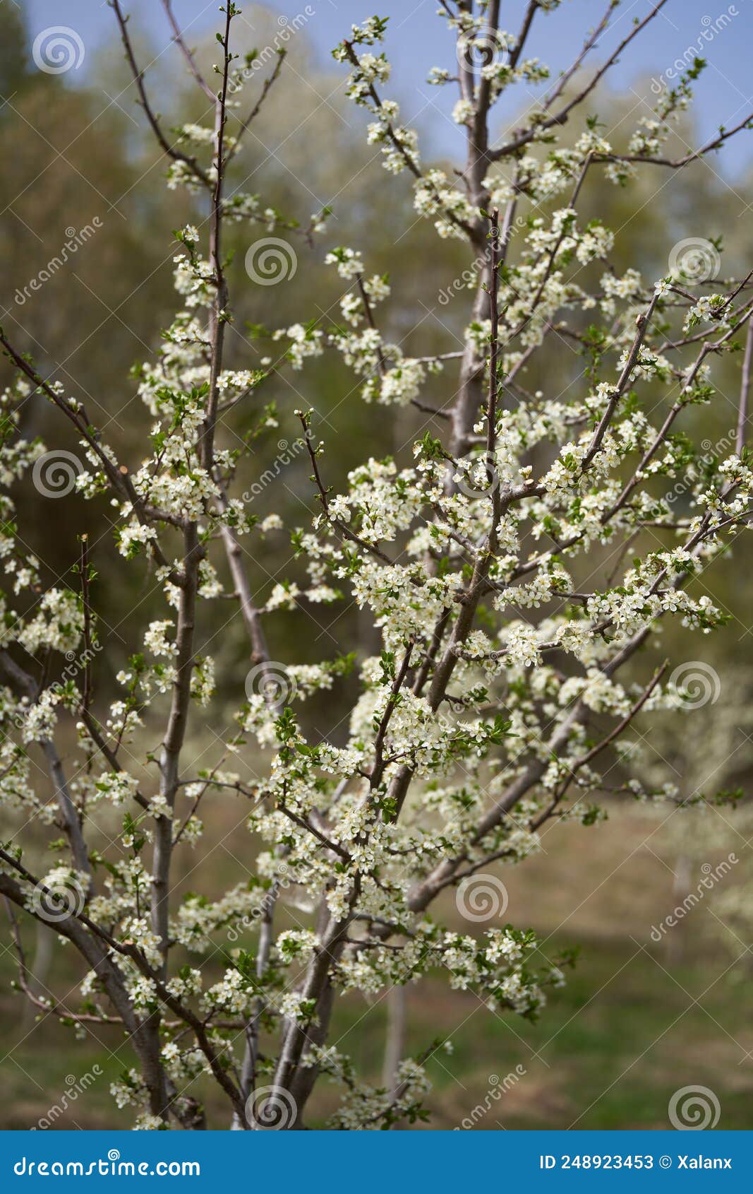 Blooming plum trees stock image. Image of flower, beauty - 248923453